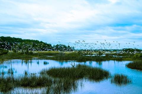 The Story of the Sound - Port Royal Sound Foundation