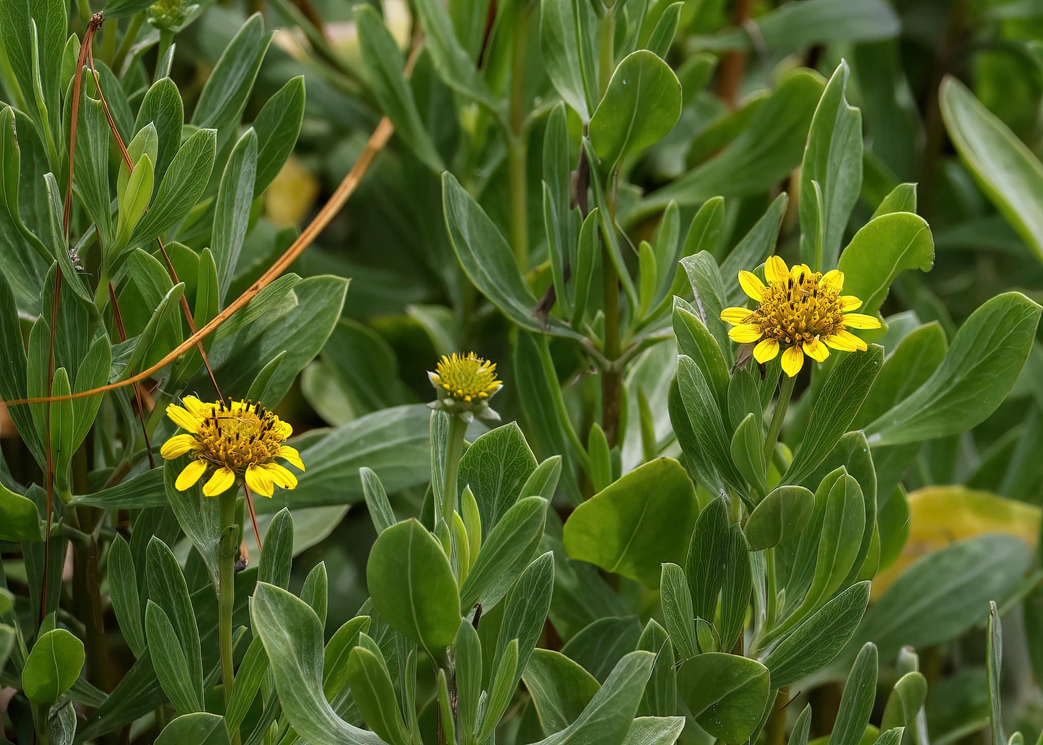 Sea Ox-eye Daisy - Port Royal Sound Foundation