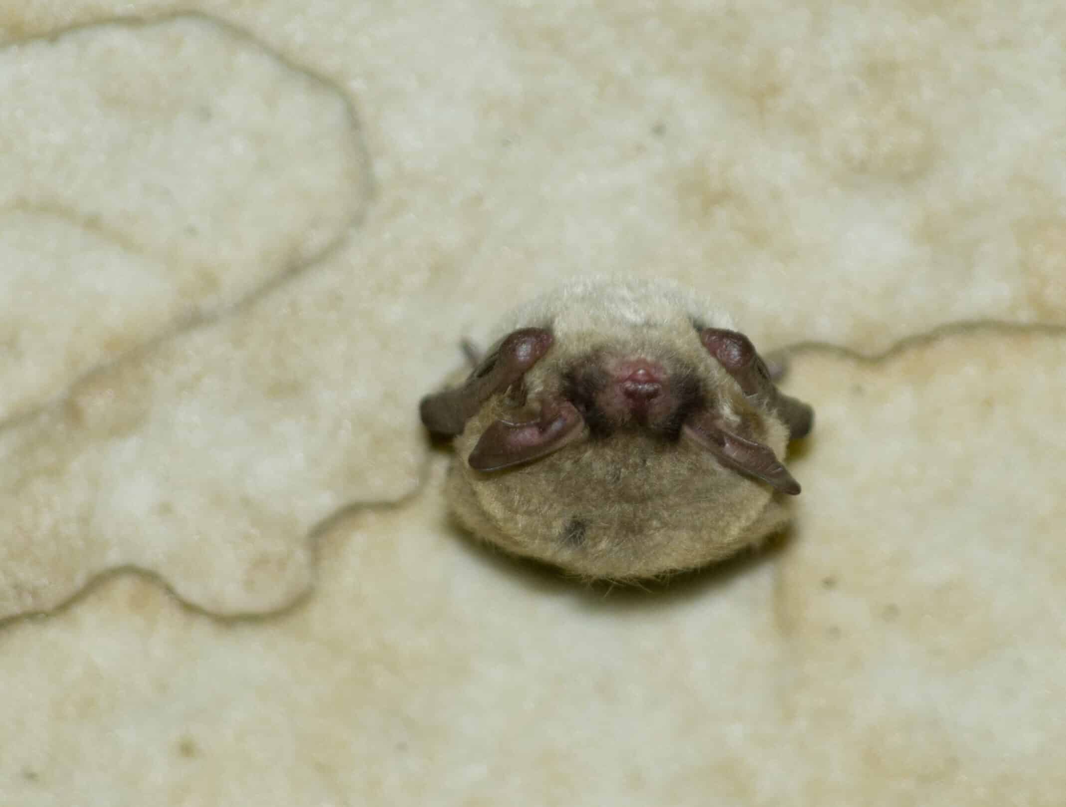 Northern Long-eared Bat - Port Royal Sound Foundation