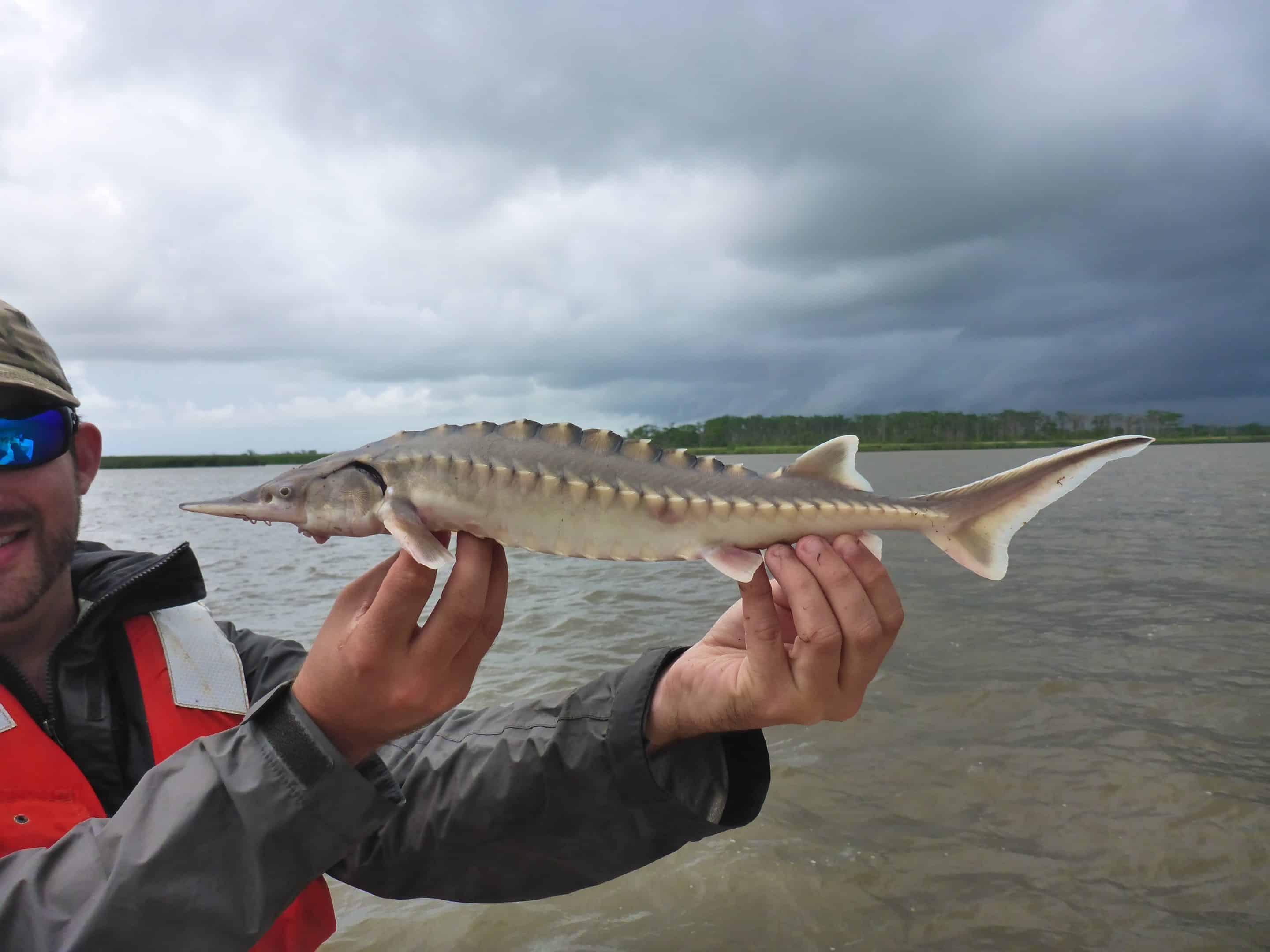 Atlantic Sturgeon - Port Royal Sound Foundation