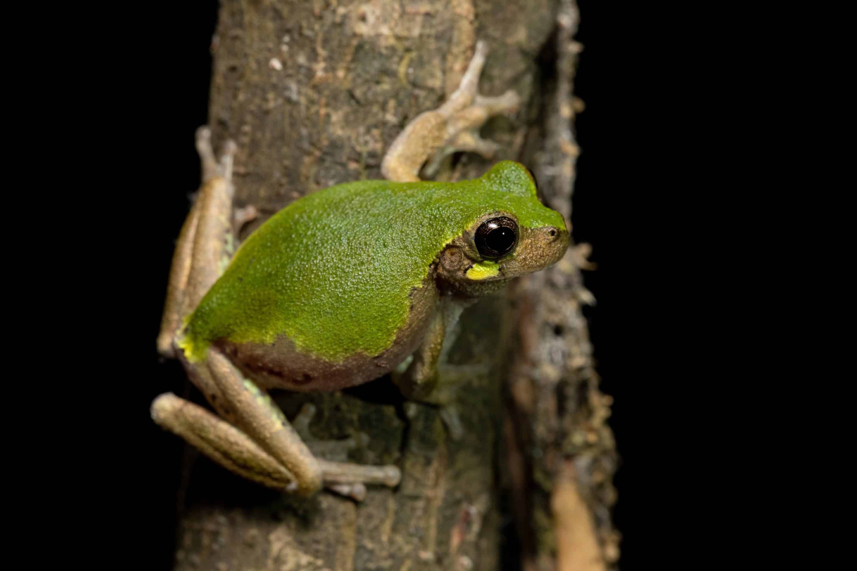 Bird-voiced Treefrog - Port Royal Sound Foundation
