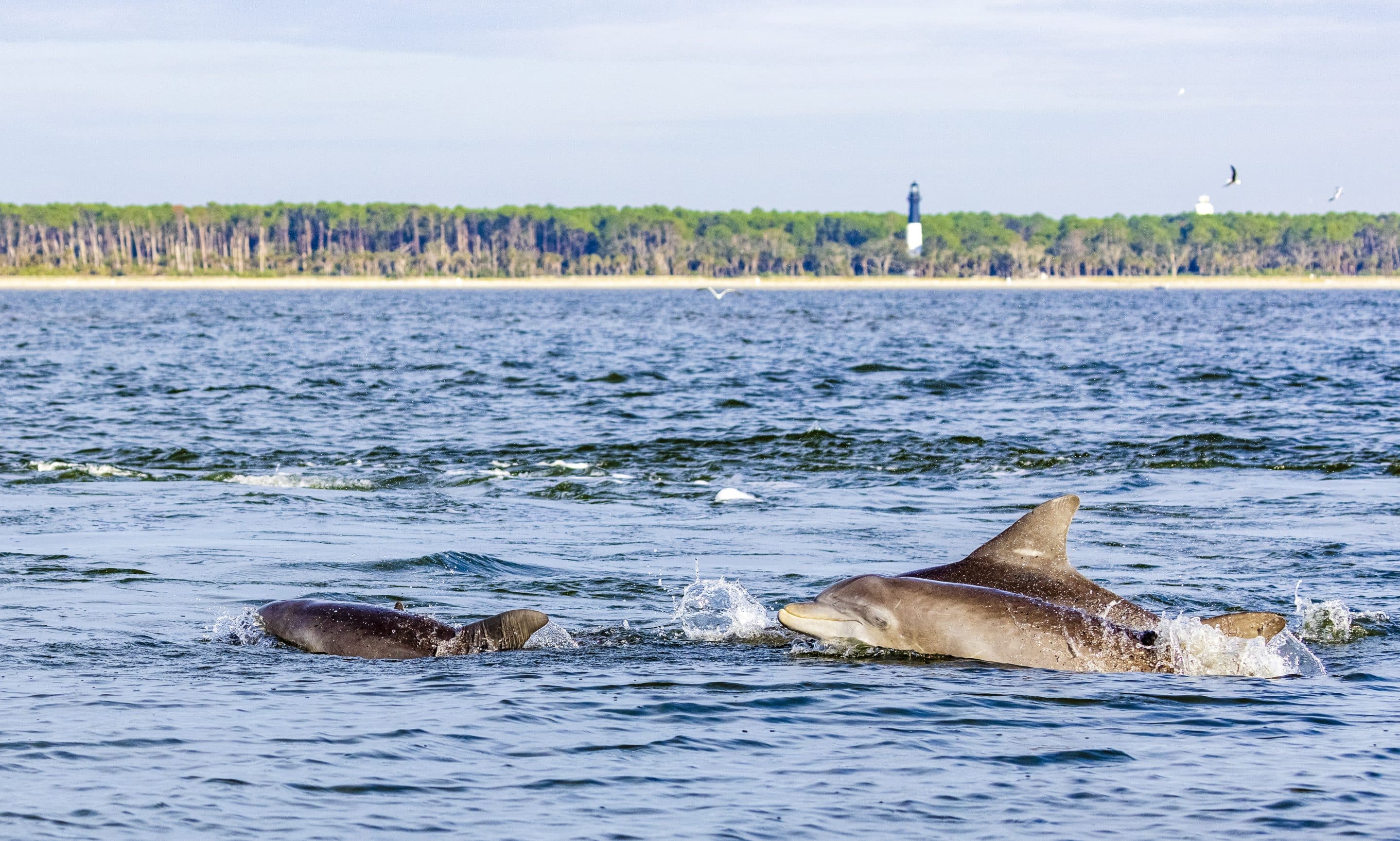 2025 Photo Contest - Camera - Port Royal Sound Foundation